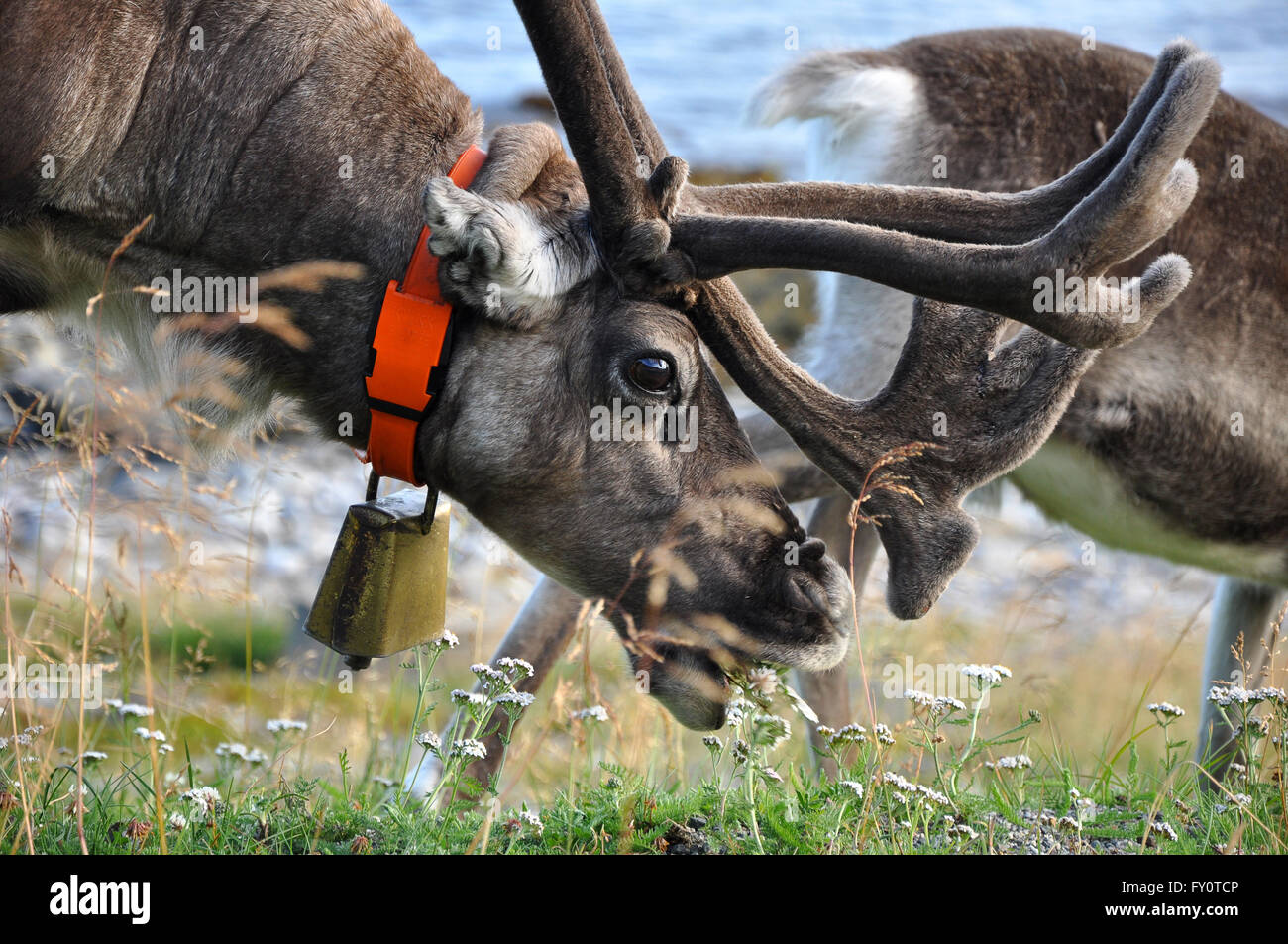 close up reindeer ruminate grass Stock Photo - Alamy