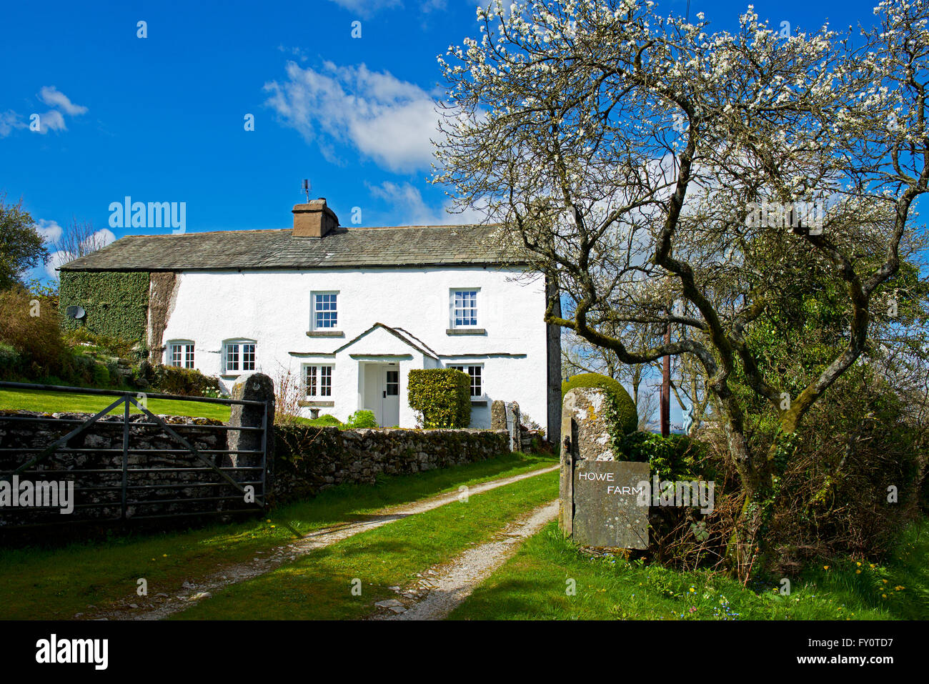 Howe Farm, with damson tree in blossom, Lyth Valley, Cumbria, England ...