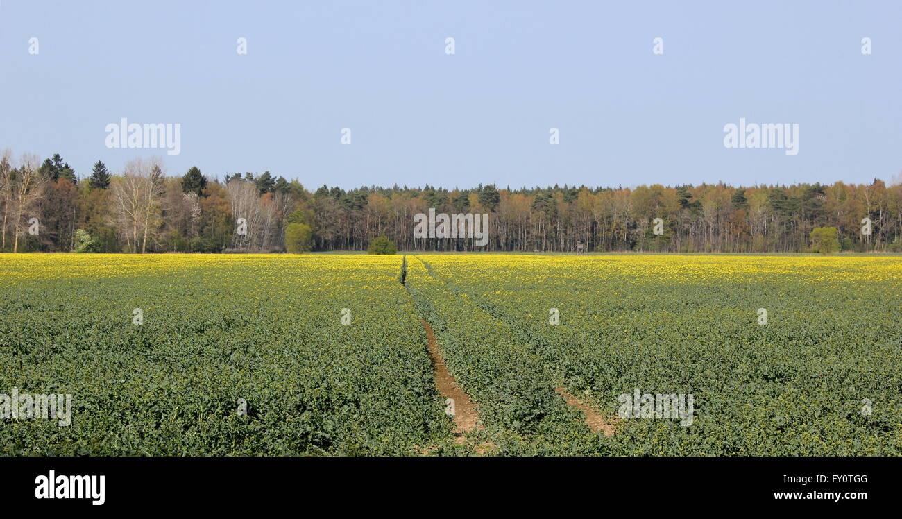 Rapeseed field with tractor trails Stock Photo - Alamy