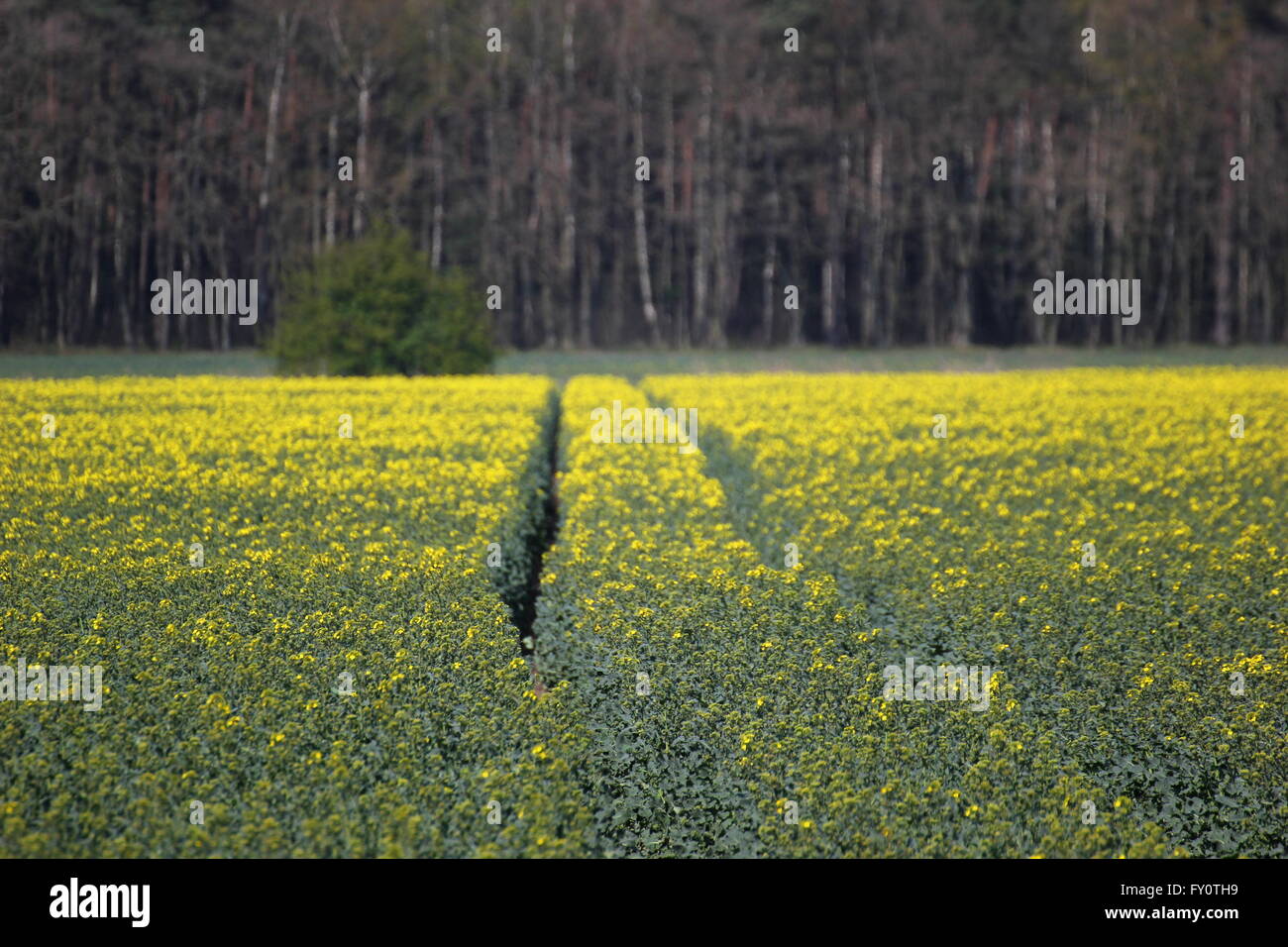 Rapeseed field with tractor trails Stock Photo - Alamy