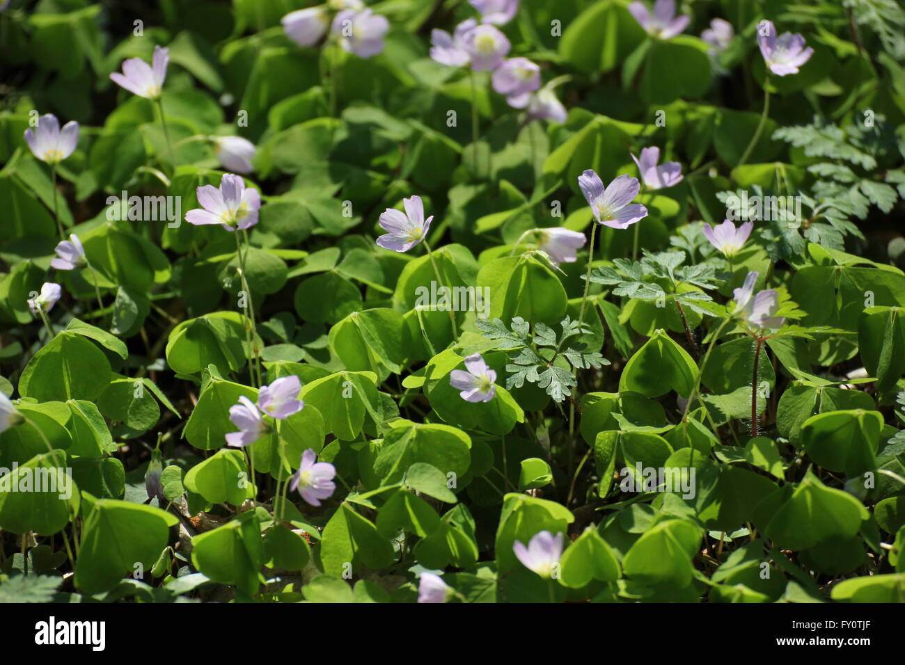Wood Sorrel in a forest near Greifswald, Mecklenburg-Vorpommern ...