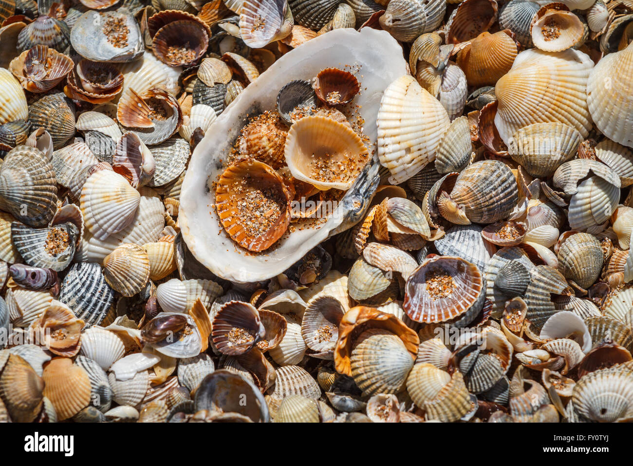 Many sea shells on a beach summer background. Small seashells and sand ...