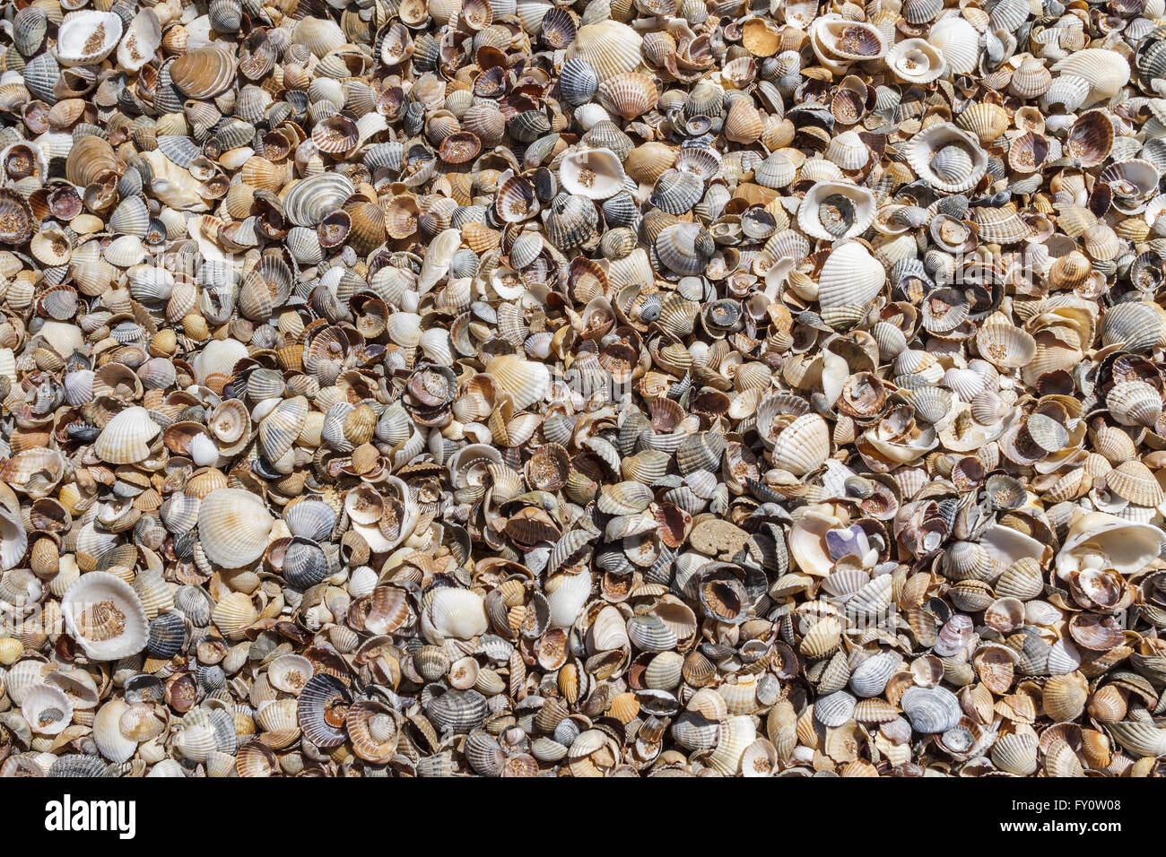 Seashells background. Many sea shells on a beach summer background ...