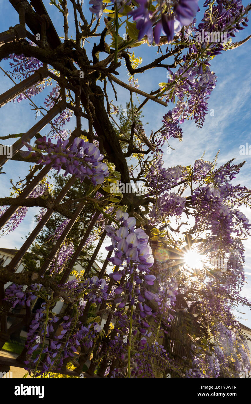 Flowers in the sunlight at the Jardim Publico, Evora, Portugal Stock ...