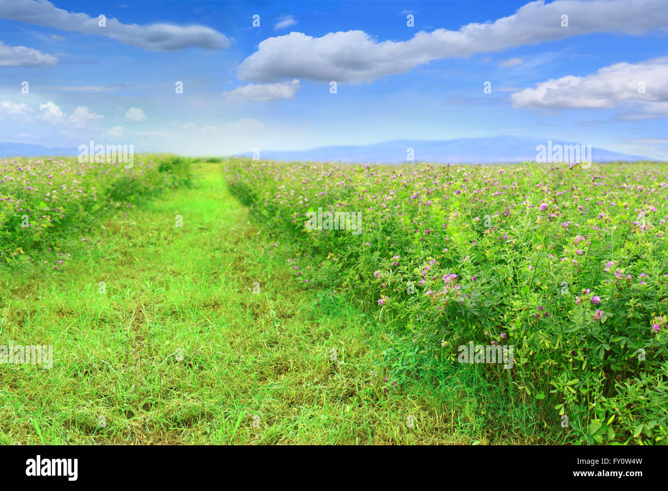 Green Field of Flowers with Grassy Path Stock Photo - Alamy