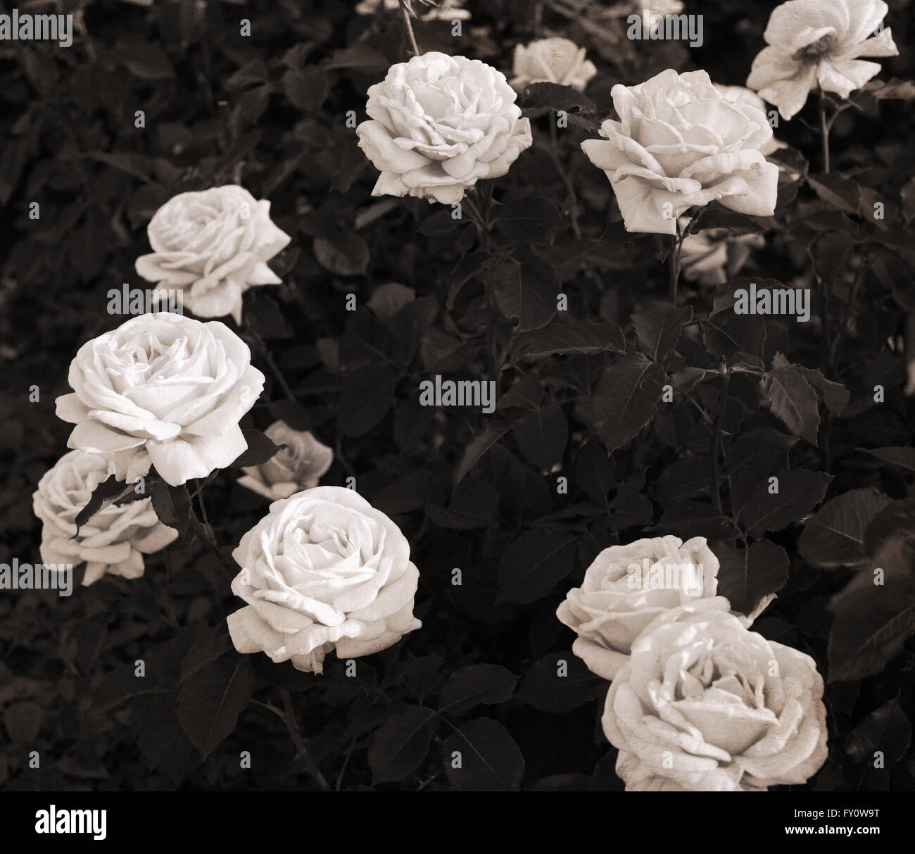 Artwork in retro style, roses, monochrome Stock Photo - Alamy