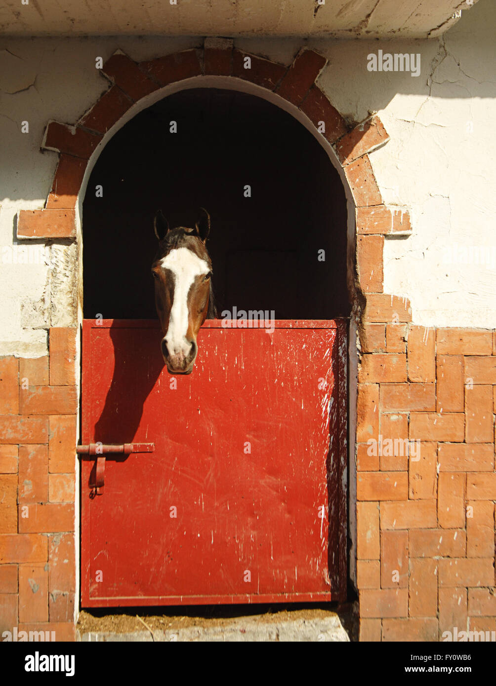 Horse In Stall Stock Photo - Alamy