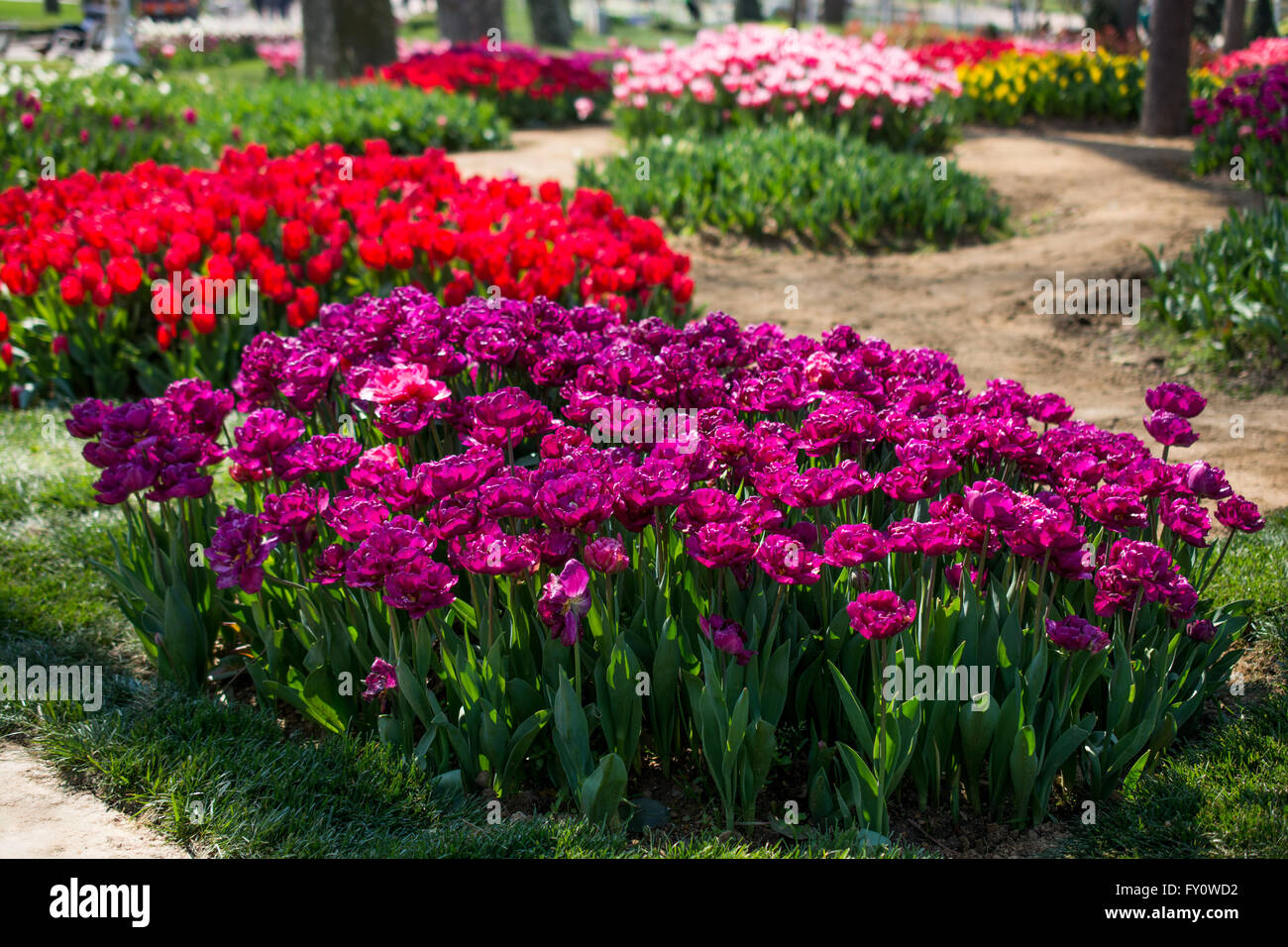 tulips of various colors in nature in spring time Stock Photo - Alamy