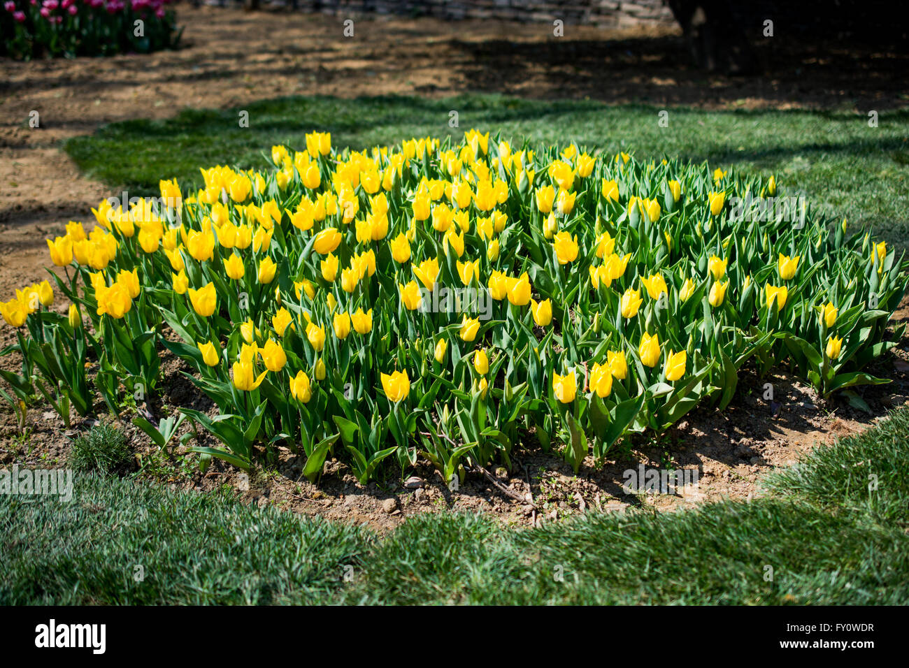 Tulips of yellow color in nature in spring time Stock Photo - Alamy