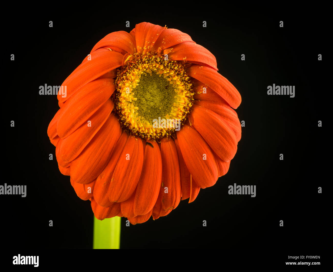 Flowers in Studio Stock Photo - Alamy