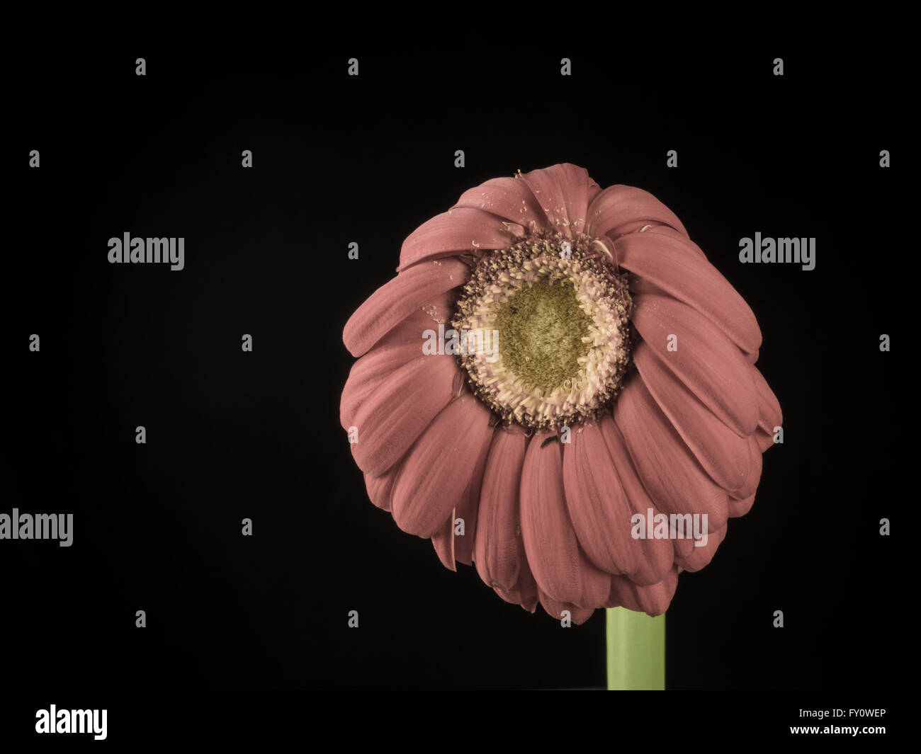 Flowers in Studio Stock Photo - Alamy