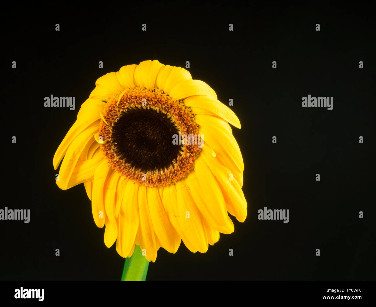 Flowers in Studio Stock Photo - Alamy