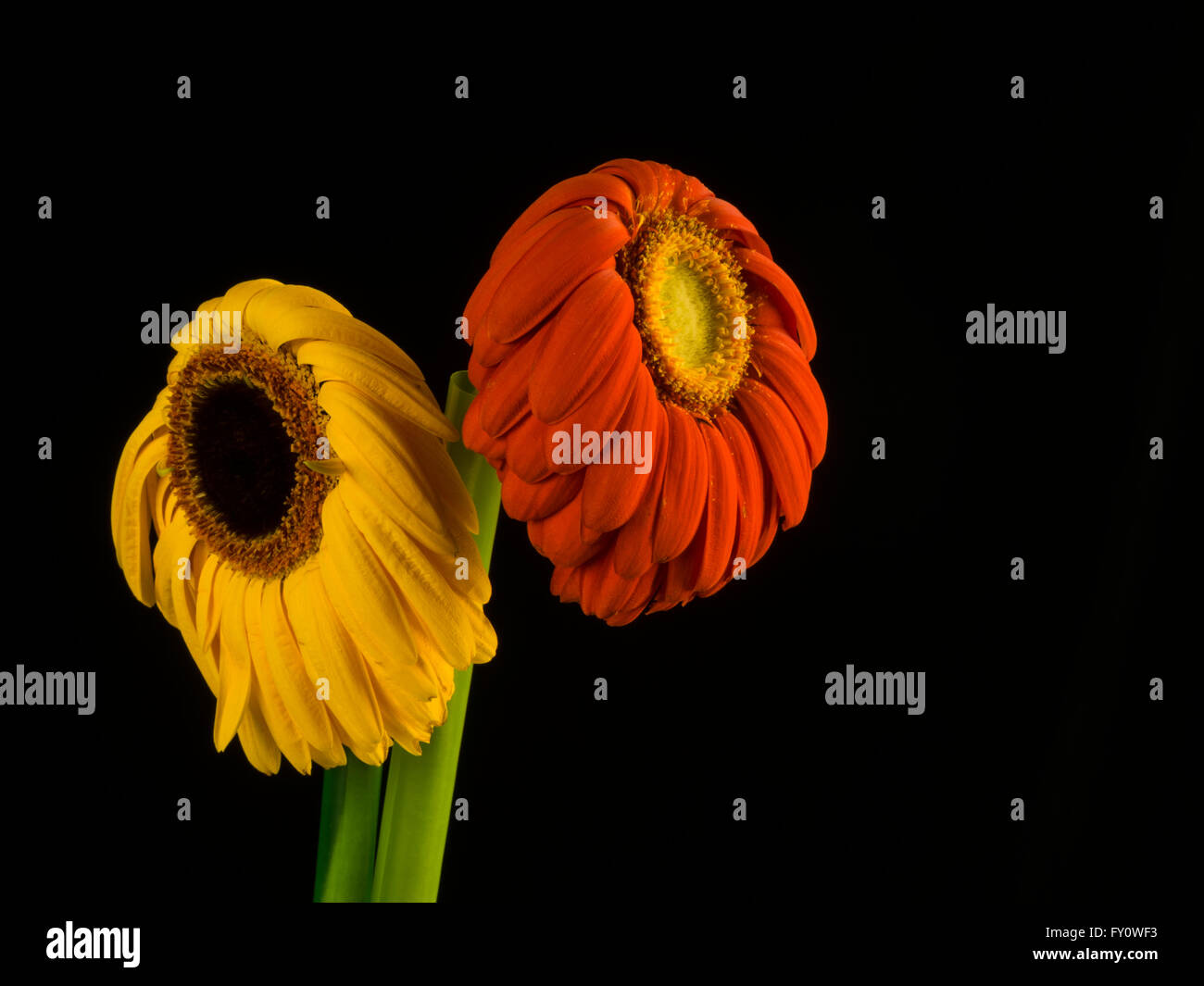 Flowers in Studio Stock Photo - Alamy