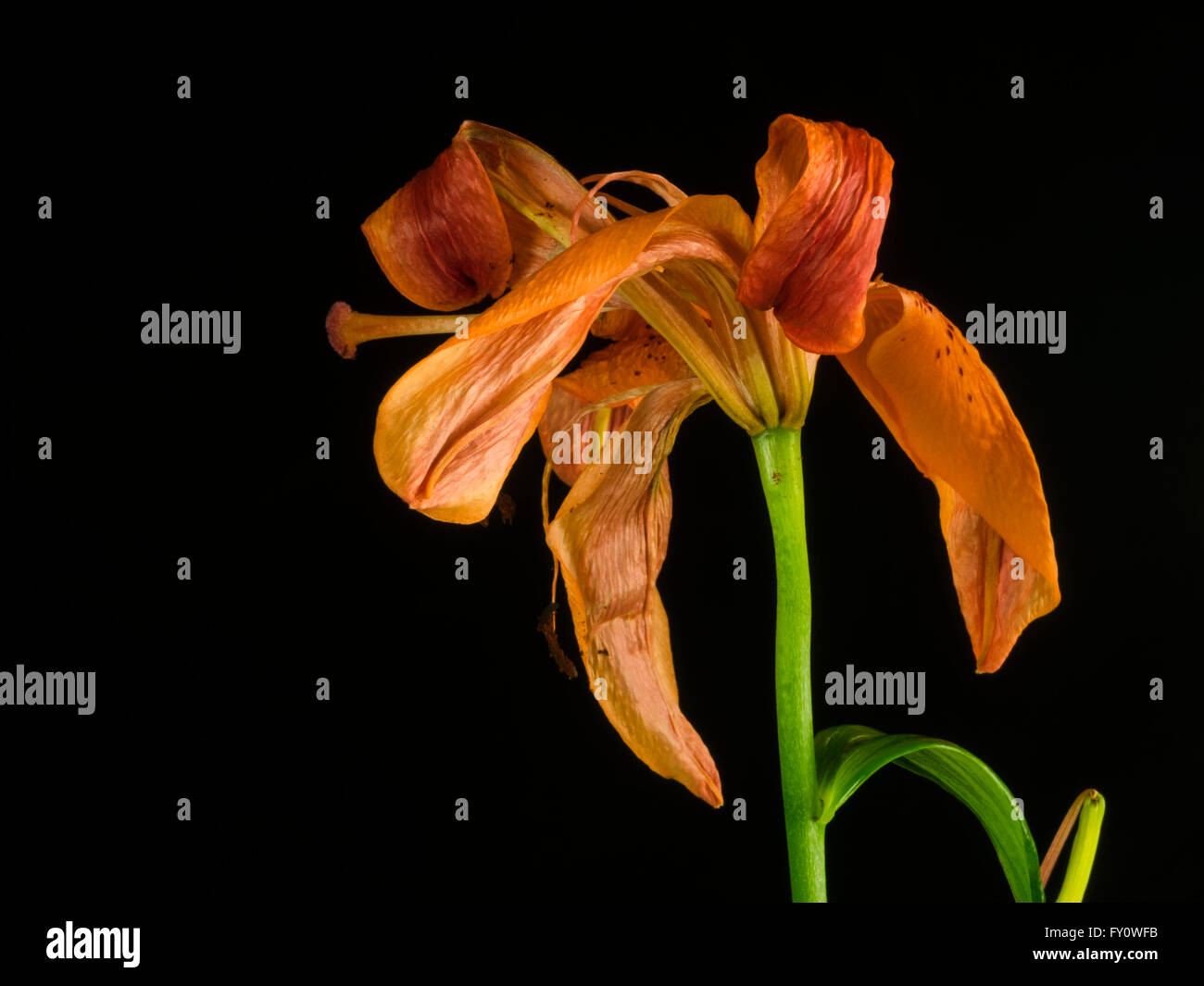 Asiatic flower drying up Stock Photo - Alamy