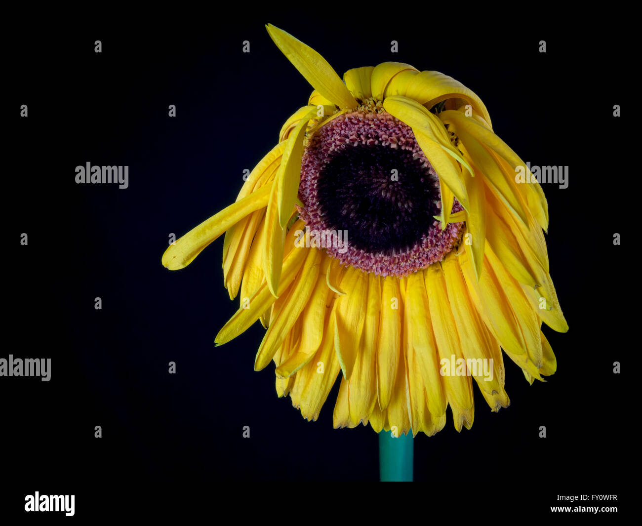 Yellow Gerbera daisy flower dried-up Stock Photo - Alamy