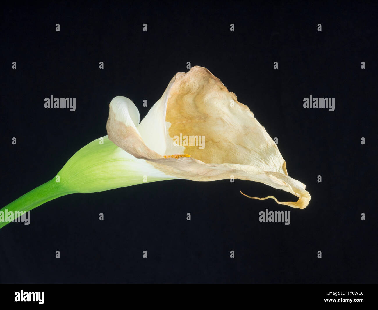 Dried-up Calla lily Stock Photo - Alamy