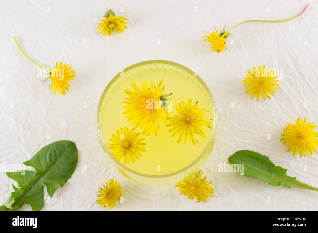 Dandelion tree with fresh dandelion flowers Stock Photo - Alamy