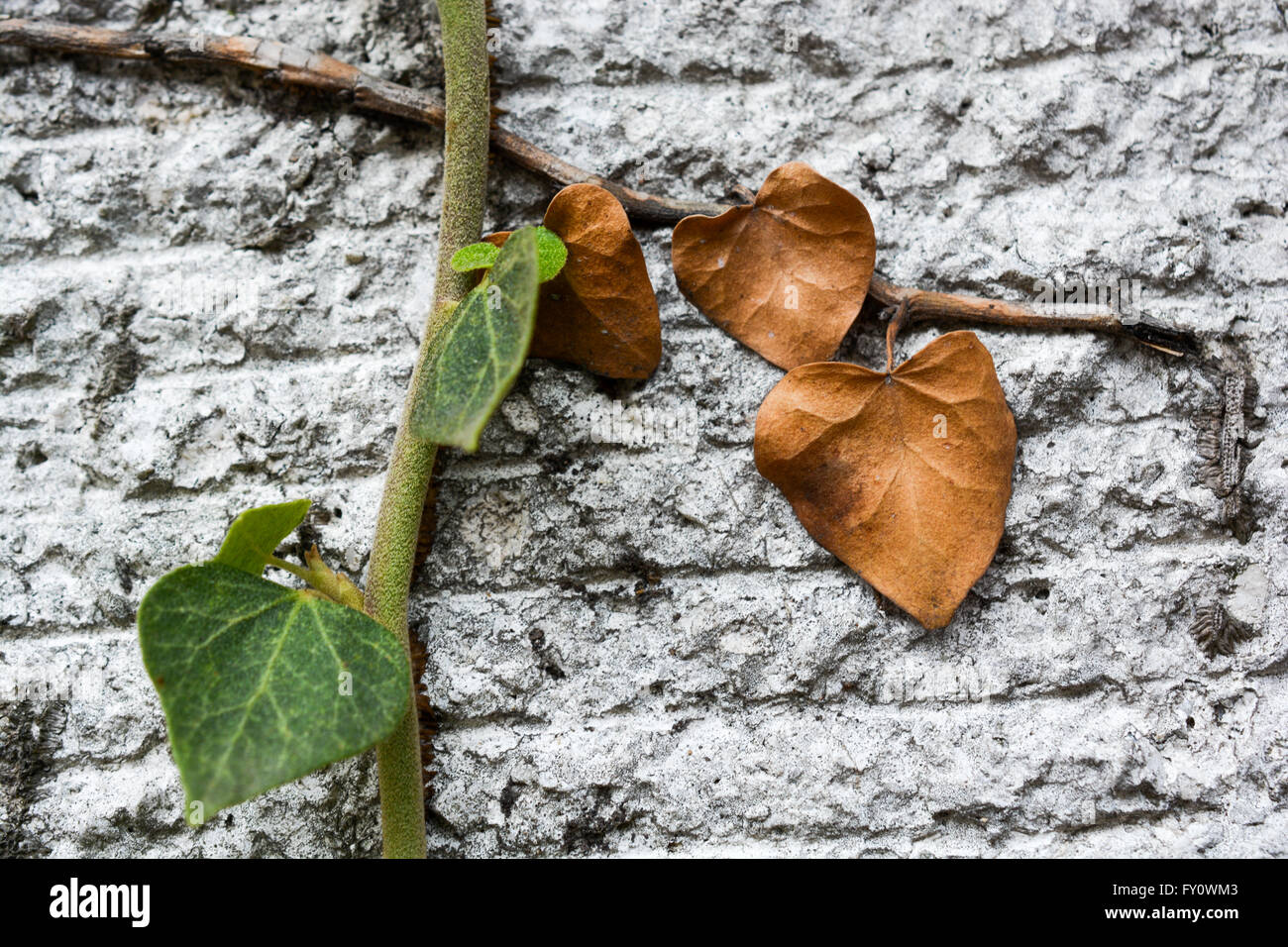 Autumn leaves in nature Stock Photo - Alamy