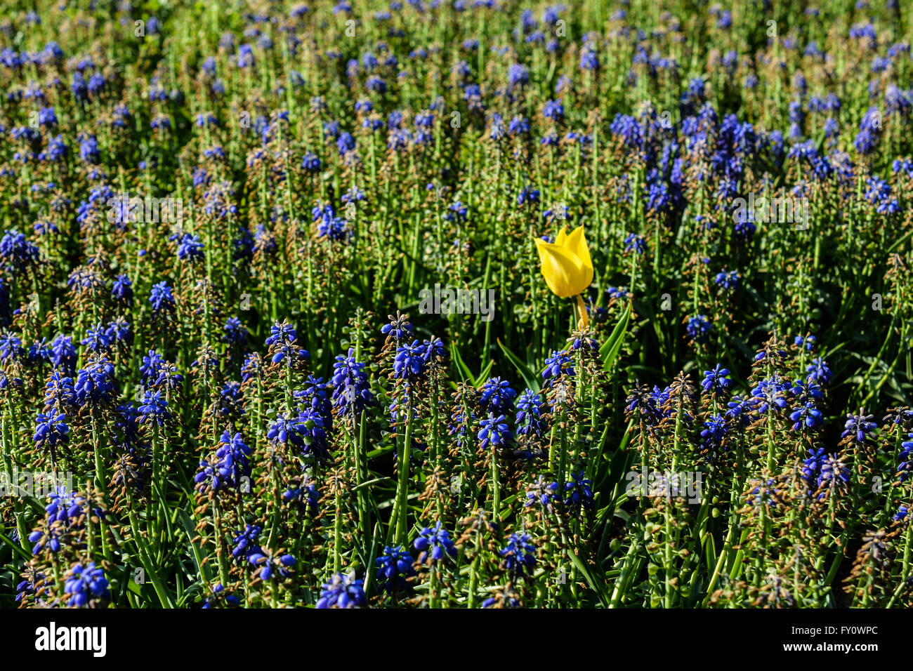 Beautiful flowers in nature Stock Photo - Alamy