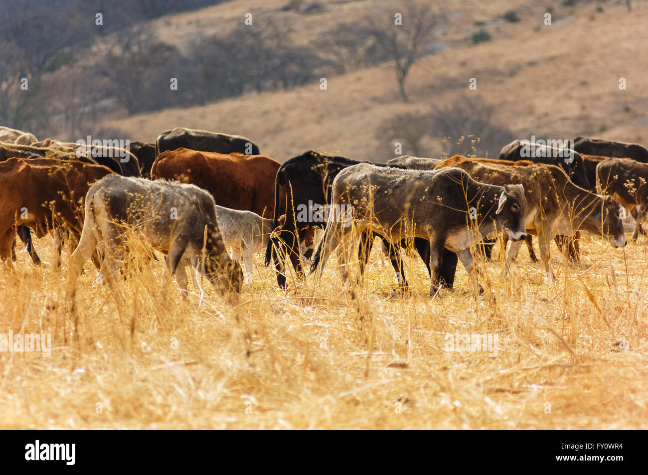 Work grazing hi-res stock photography and images - Alamy