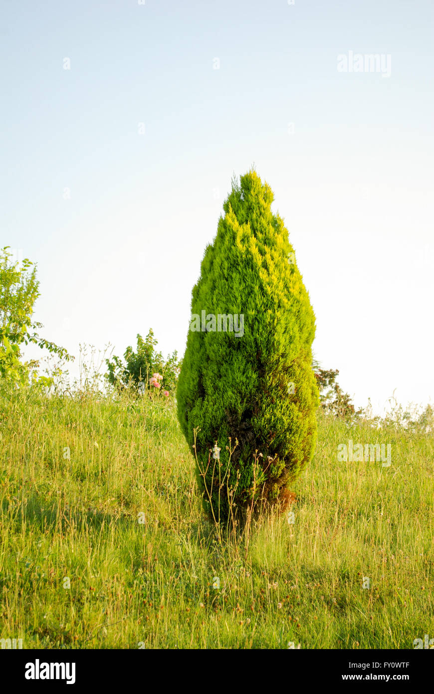 Green young cedar tree in nature Stock Photo - Alamy