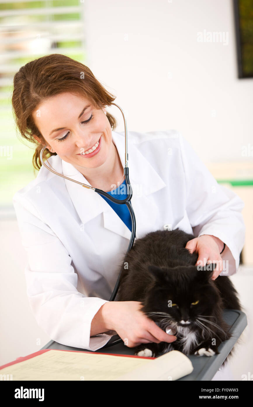 Series set in a Veterinarian's office, with a dog, cat, rabbit and a ...