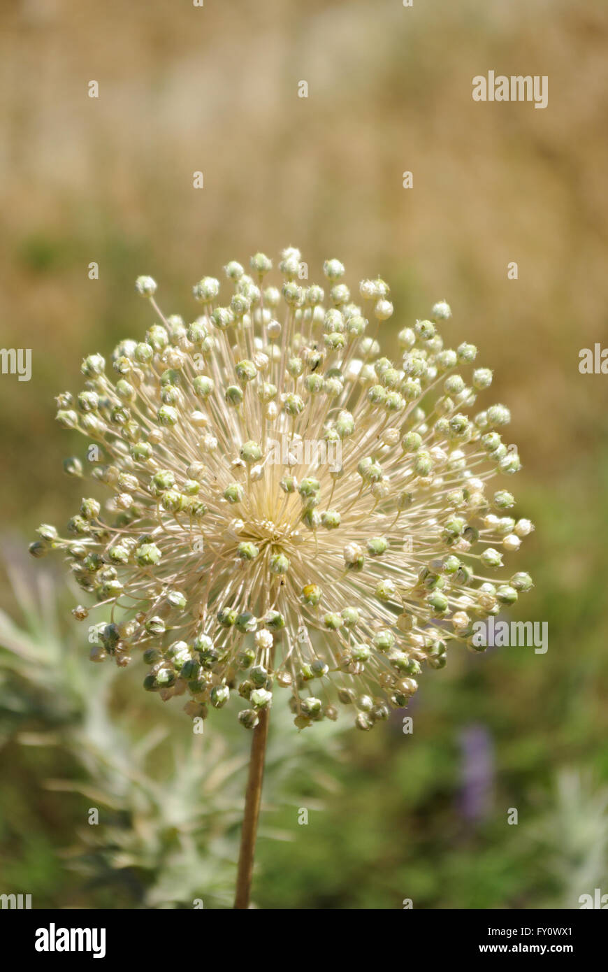 Beautiful flower in nature Stock Photo - Alamy