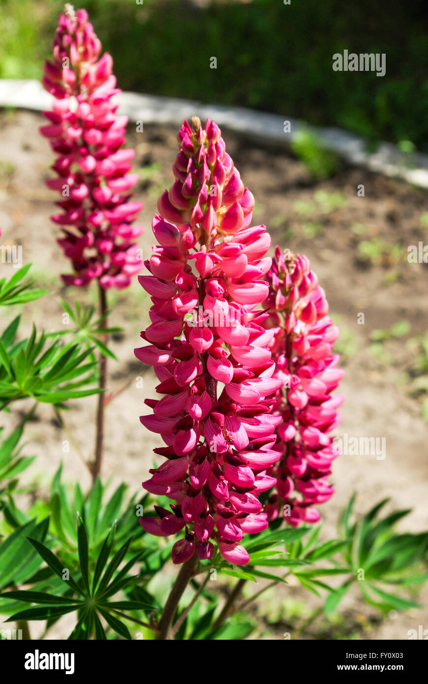 Beautiful flowers in nature Stock Photo - Alamy