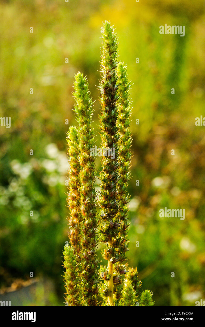 Beautiful flower in nature Stock Photo - Alamy
