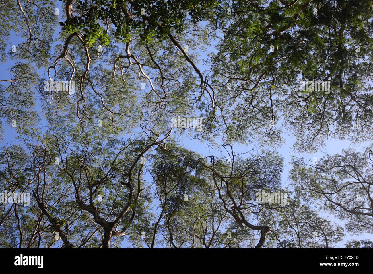 Web of tree crowns and branches (Oahu Stock Photo - Alamy