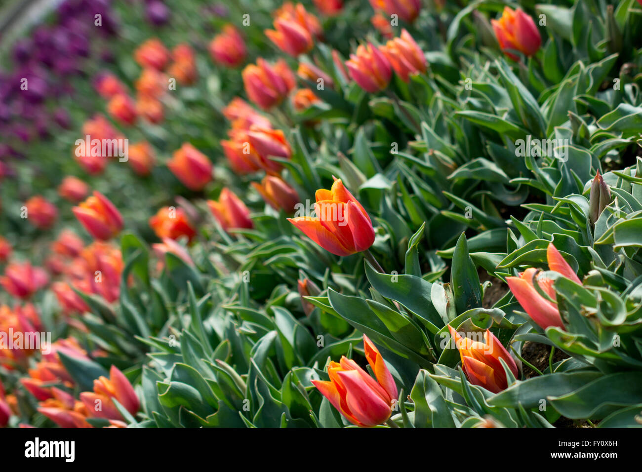 tulips of various colors in nature in spring time Stock Photo - Alamy