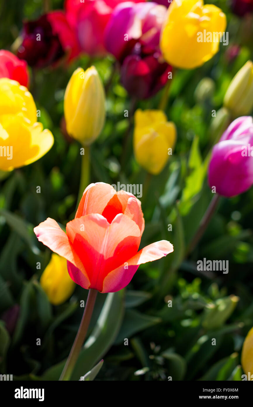 tulips of various colors in nature in spring time Stock Photo - Alamy