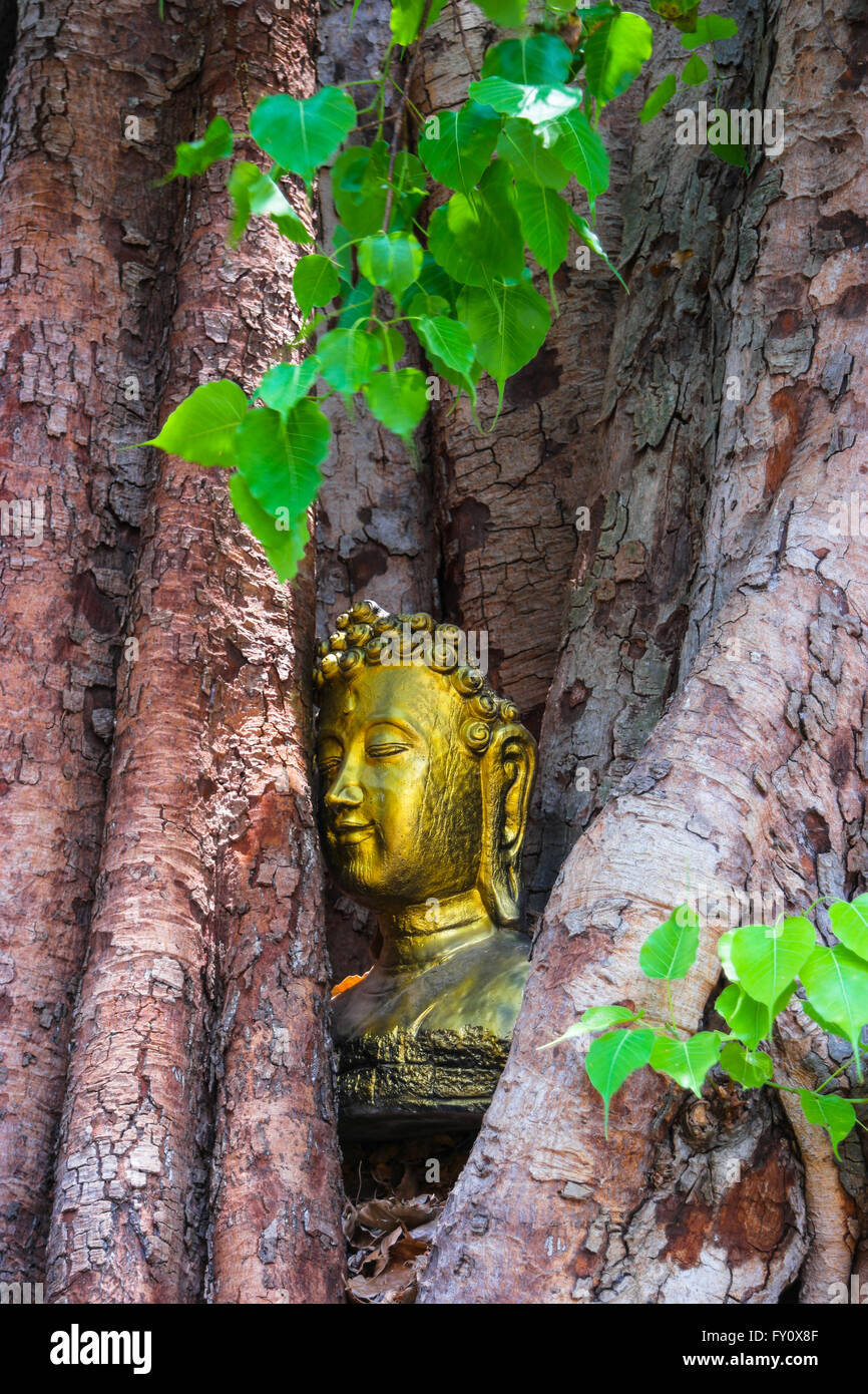 Buddha bodhi tree hi-res stock photography and images - Alamy
