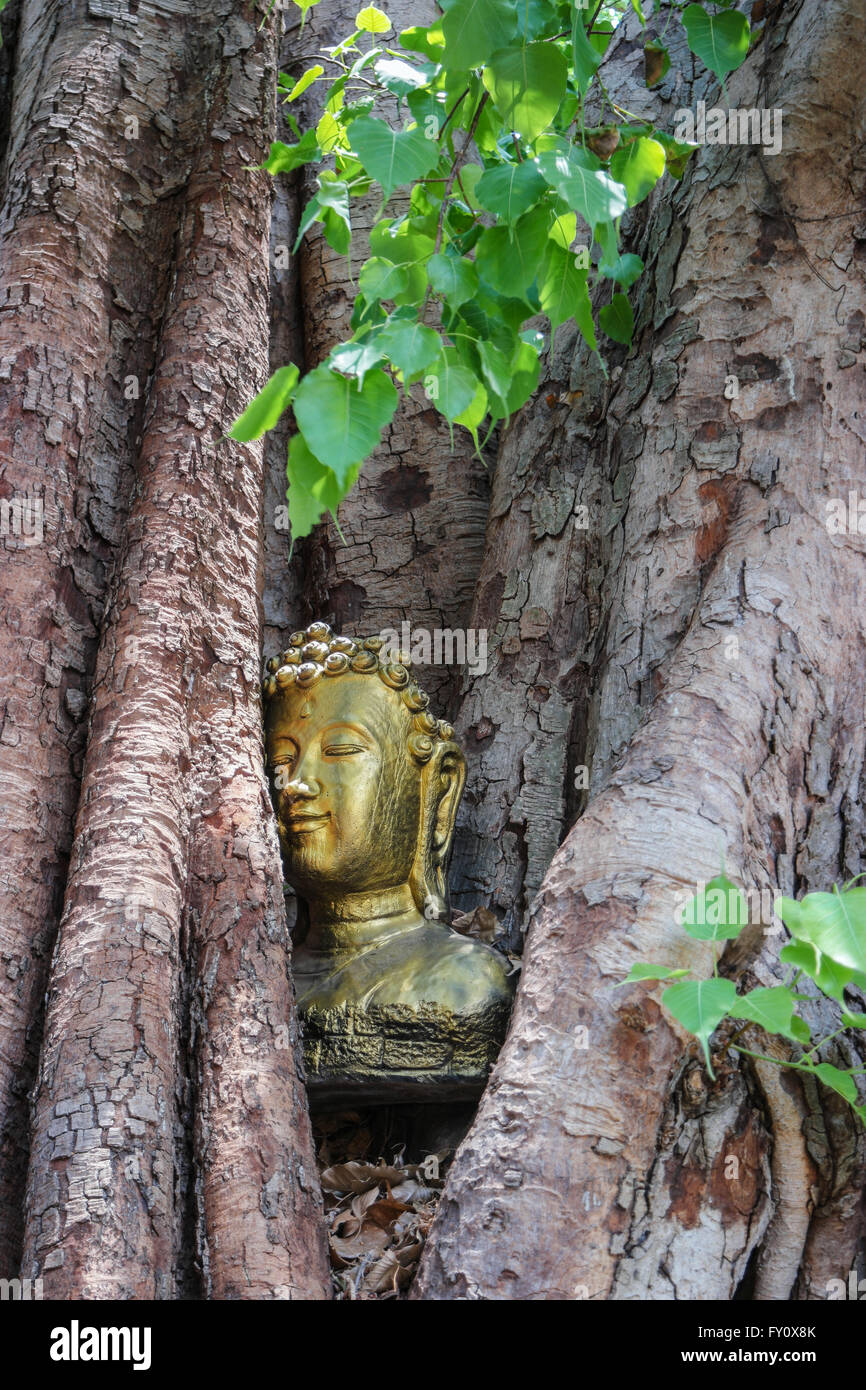 Buddha bodhi tree hi-res stock photography and images - Alamy