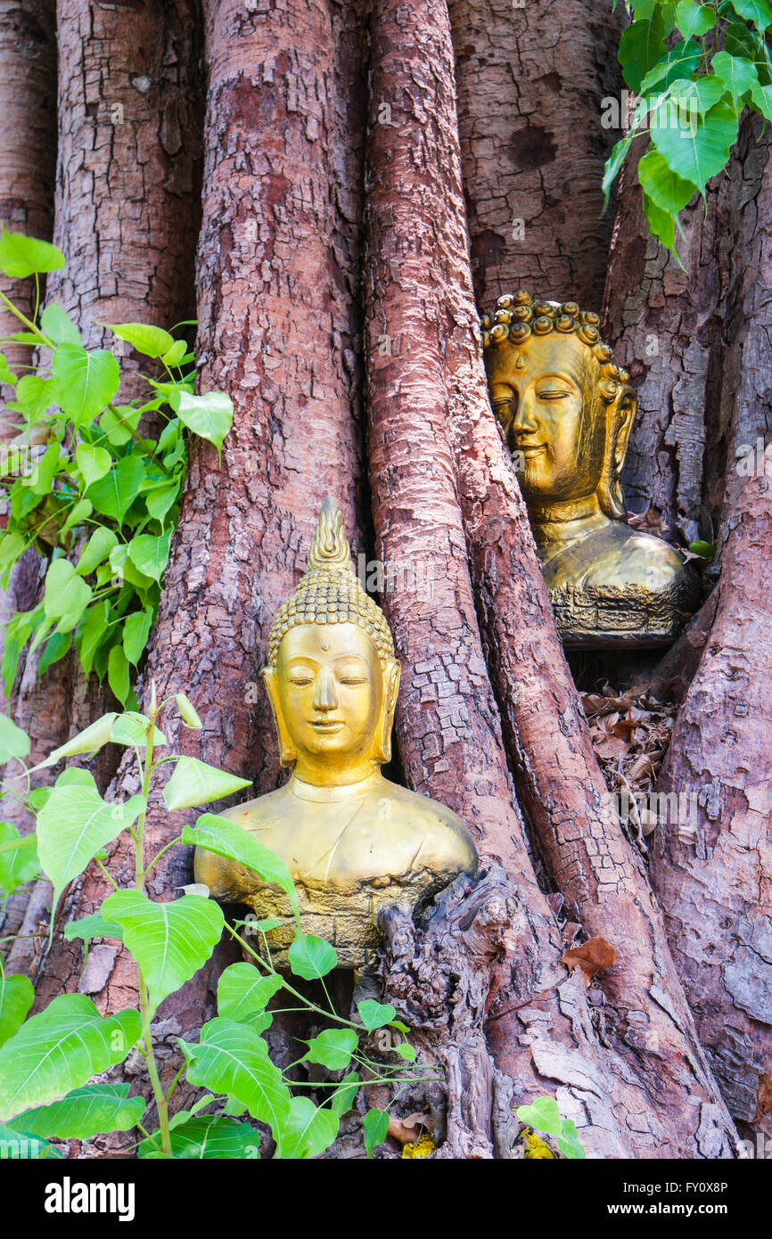 Buddha bodhi tree hi-res stock photography and images - Alamy