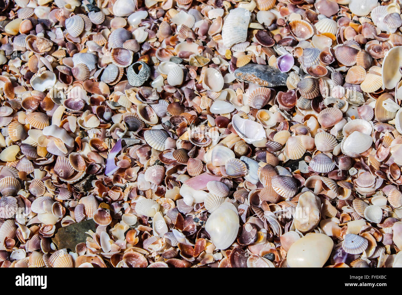 Colorful collection of Sea Shells on Ao Nang Beach, Thailand Stock ...