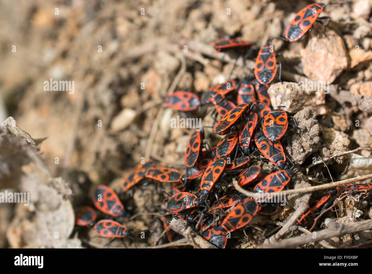 The firebug, Pyrrhocoris apterus, insect of the family Pyrrhocoridae ...