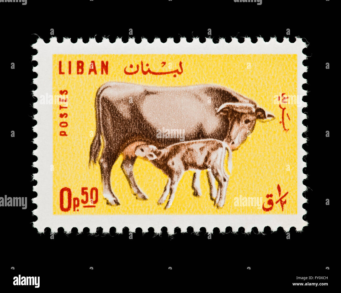 Postage stamp from Lebanon depicting a cow and nursing calf Stock Photo ...