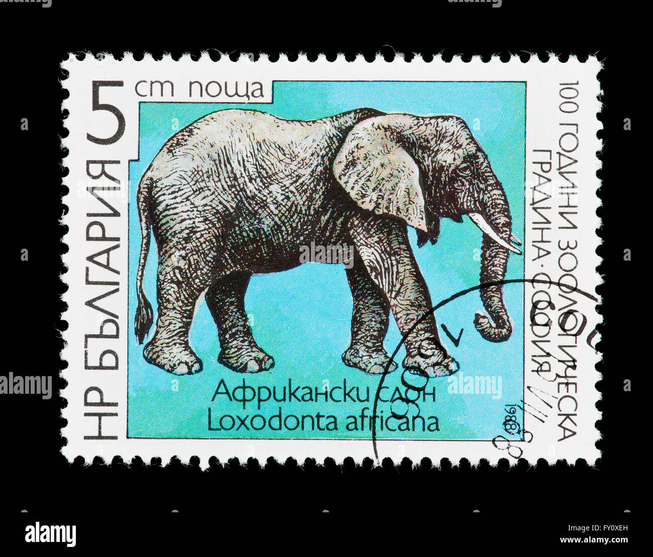 Postage stamp from Bulgaria depicting an African elephant (Loxodonta ...