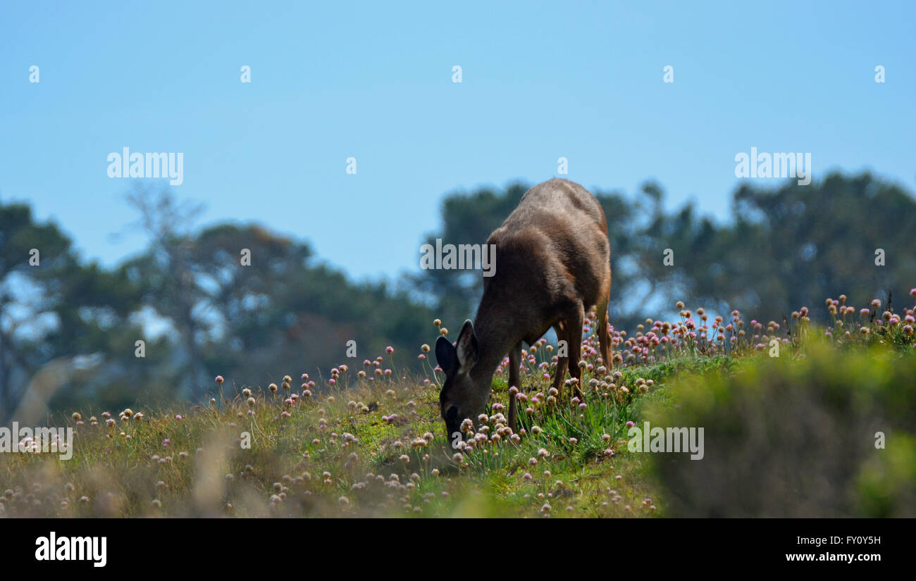 Deer grazing amongst the spring flowers Stock Photo - Alamy
