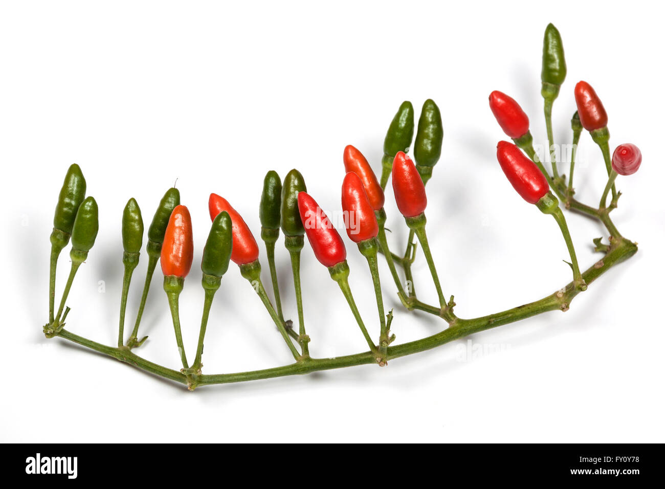 Devil chili hi-res stock photography and images - Alamy