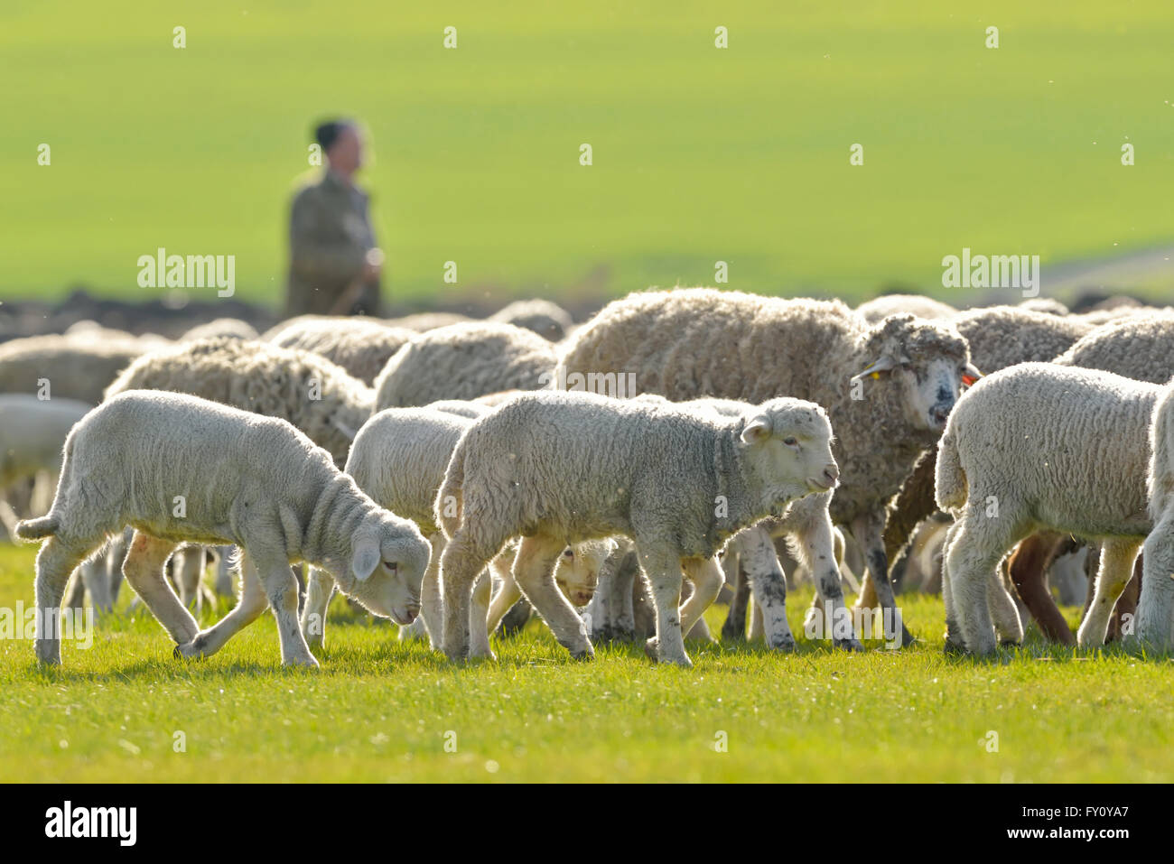 Leading his flock of sheep hi-res stock photography and images - Alamy