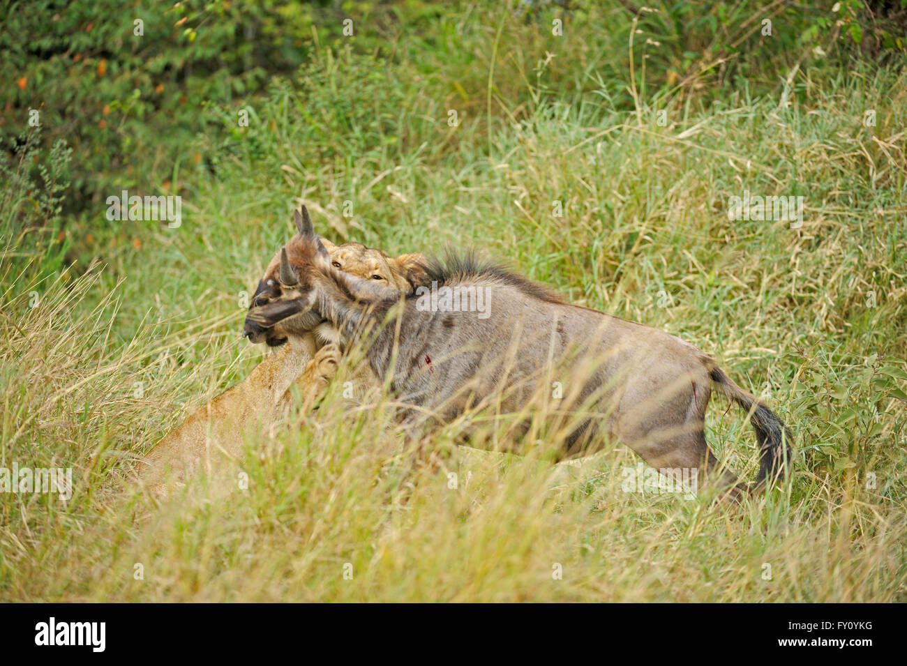Attacking wildebeest hi-res stock photography and images - Alamy