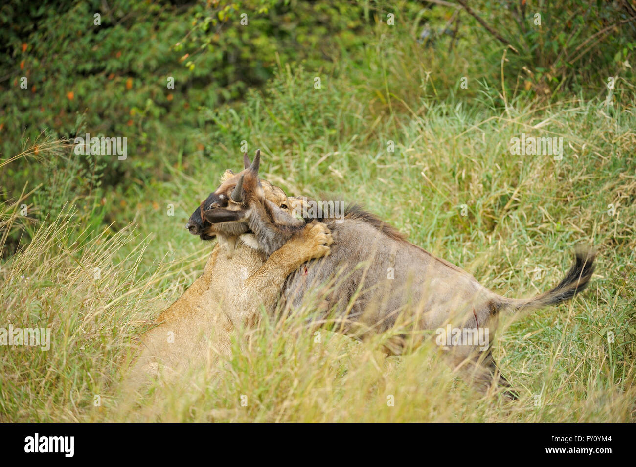 Lion hunting wildebeest hi-res stock photography and images - Alamy