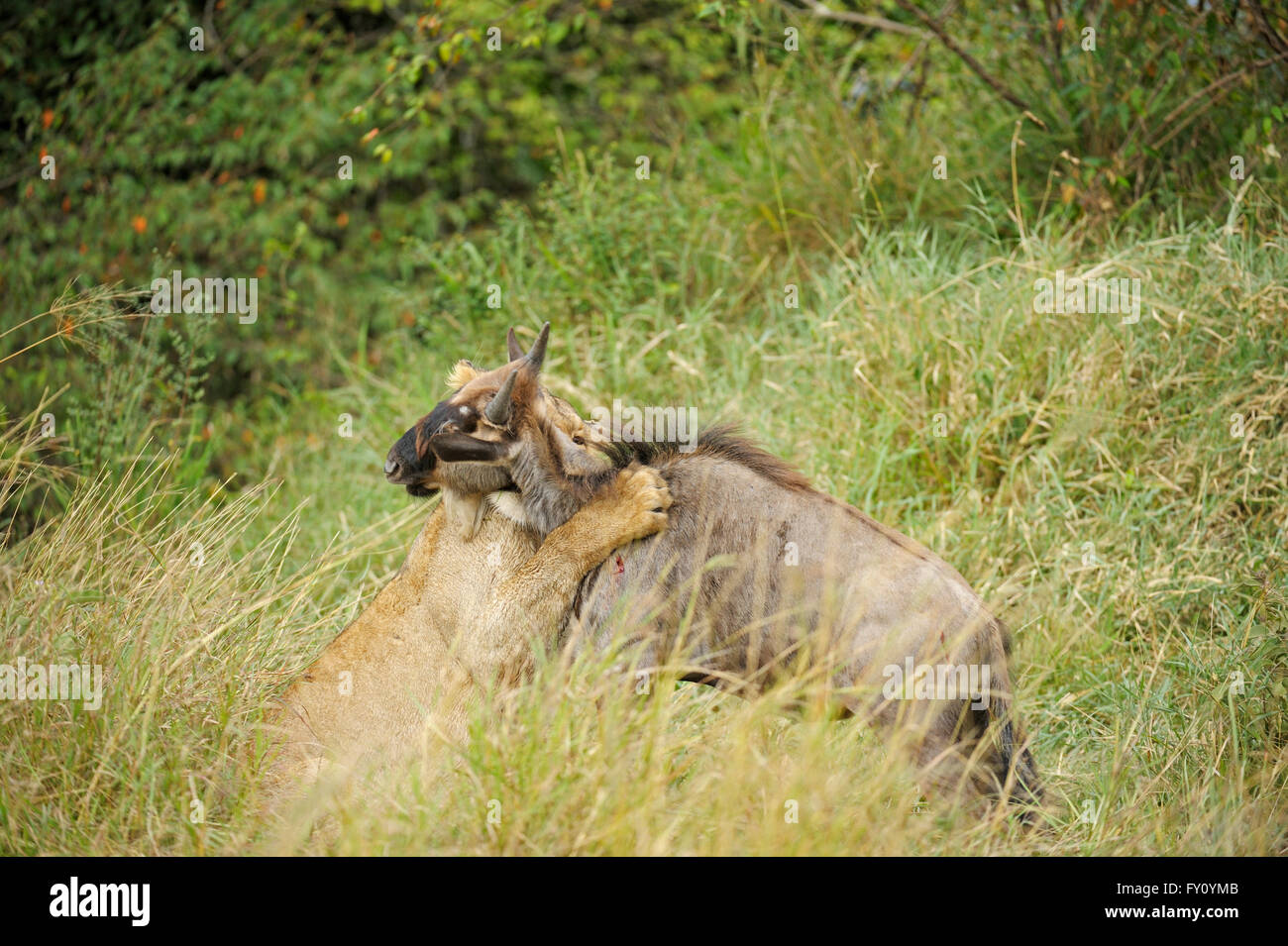 Lion hunting wildebeest hi-res stock photography and images - Alamy