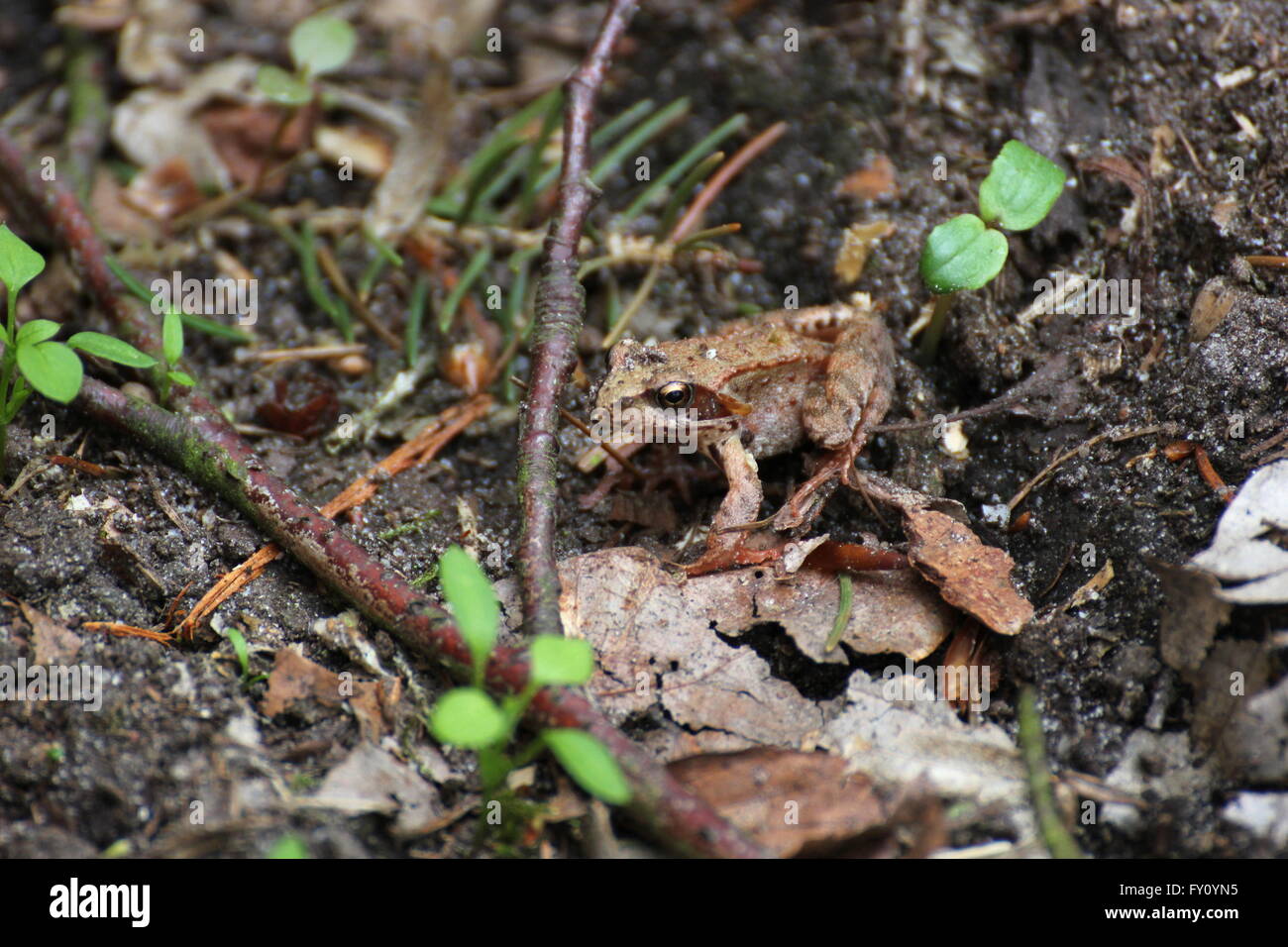 Common frog jumping hi-res stock photography and images - Alamy