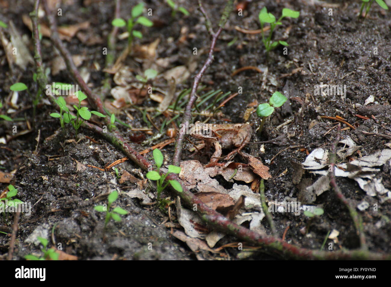 Common frog jumping hi-res stock photography and images - Alamy
