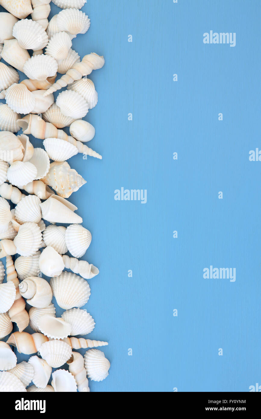 White sea shell selection forming a border over wooden blue background ...