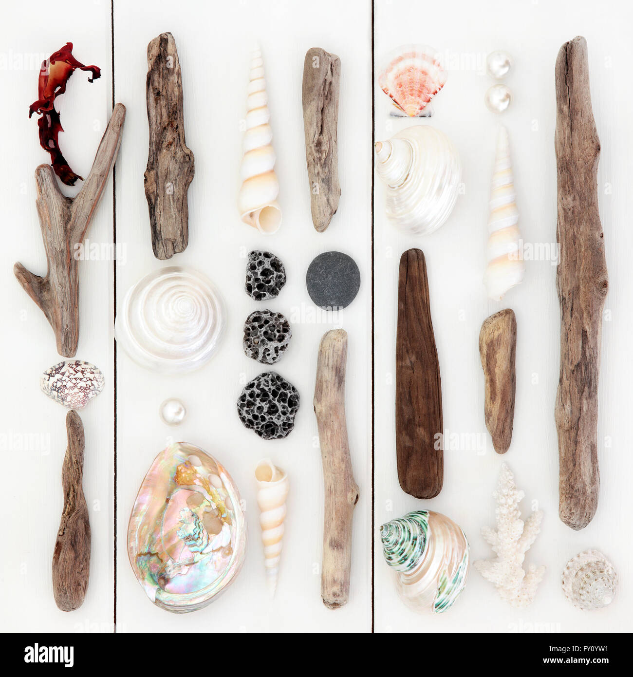 Driftwood and sea shell abstract design on wooden white background ...