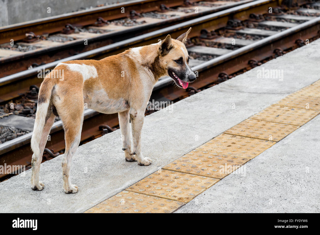 Dog standing near railway Stock Photo - Alamy